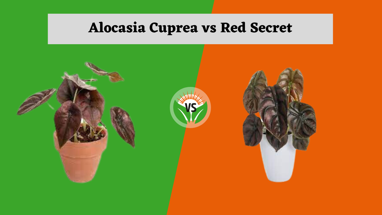 Alocasia Cuprea vs Red Secret: The Perfect Plants For Indoor Gardens ...