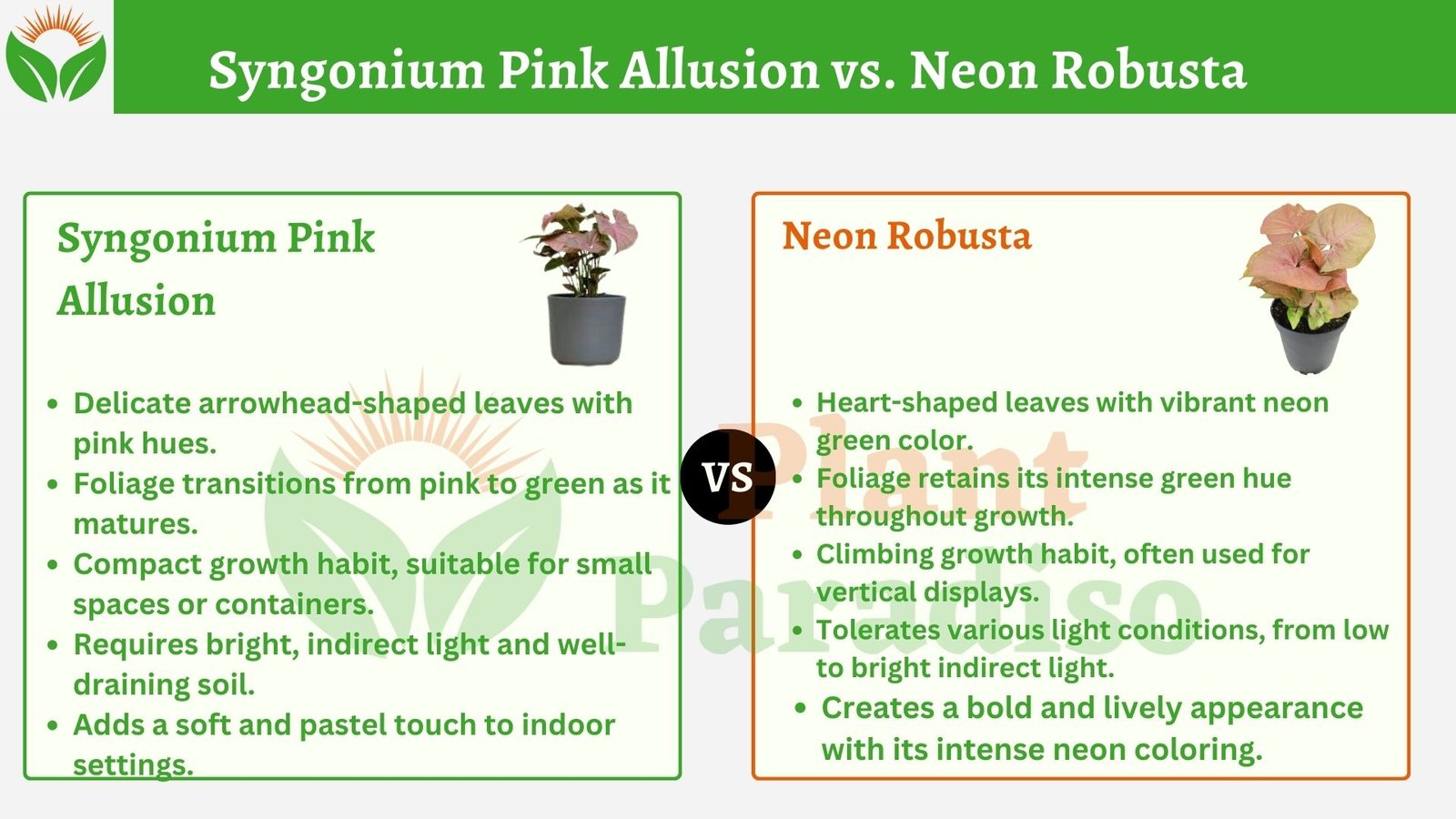 Syngonium Pink Allusion vs. Neon Robusta: A Leafy Showdown of Two ...