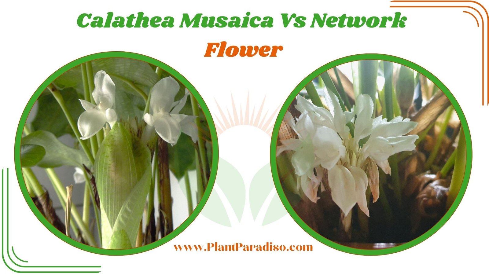 Calathea Musaica Vs Network: Differences And Similarities