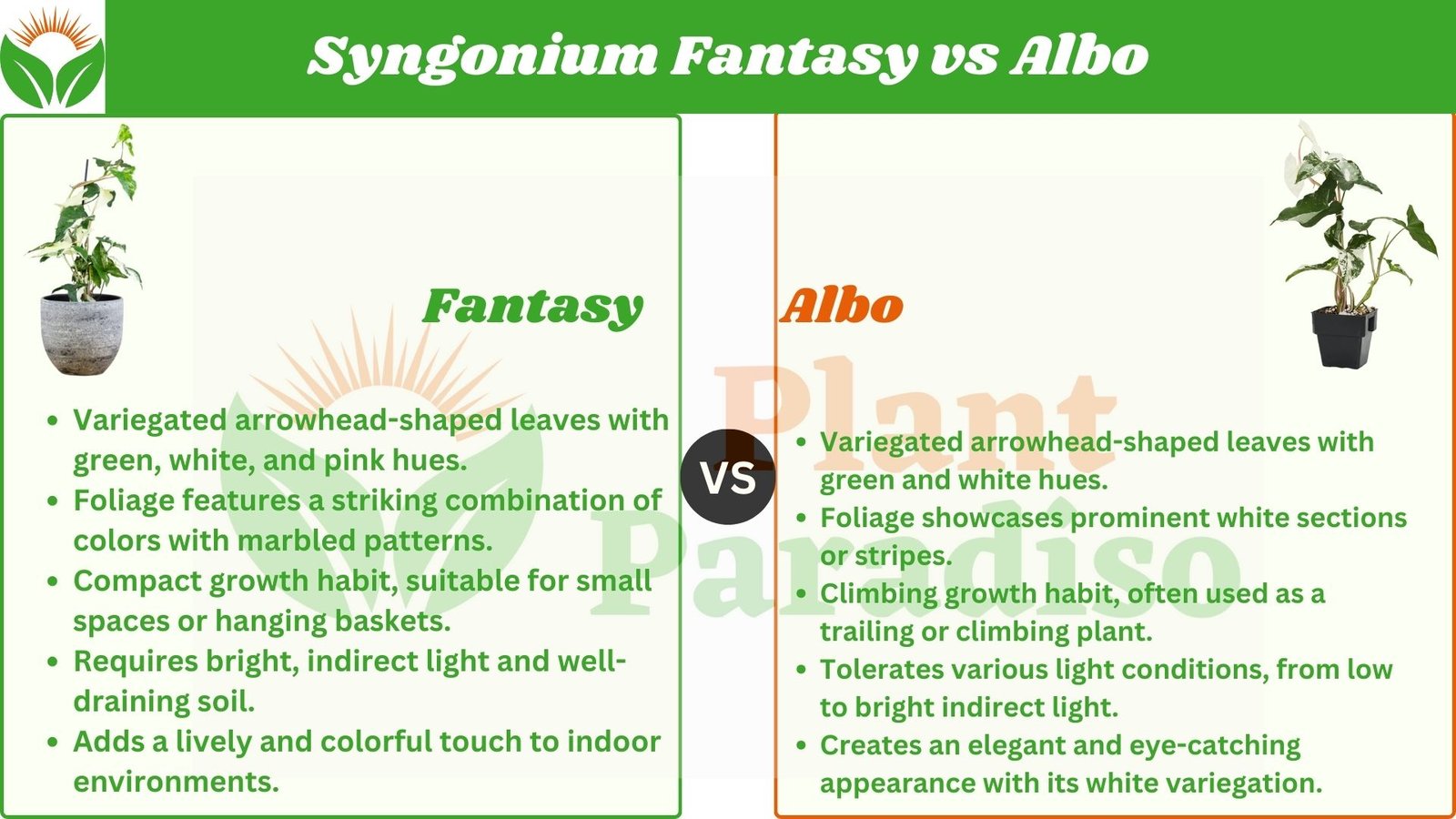 Syngonium Fantasy vs Albo: Know About Both Plants In Detail