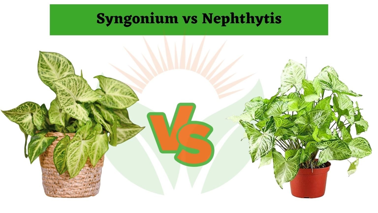 Syngonium vs Nephthytis: Care And Appearance Differences
