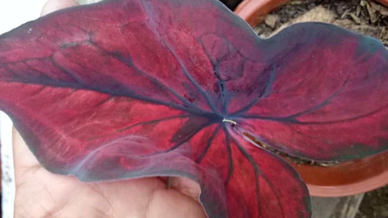 Different Types of Caladium: 16 Popular Types - Plantparadiso