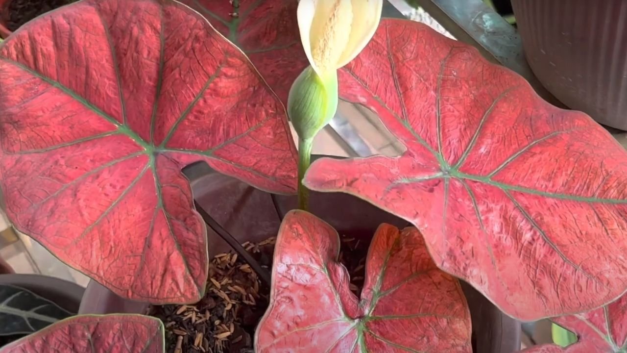 Different Types of Caladium: 16 Popular Types - Plantparadiso