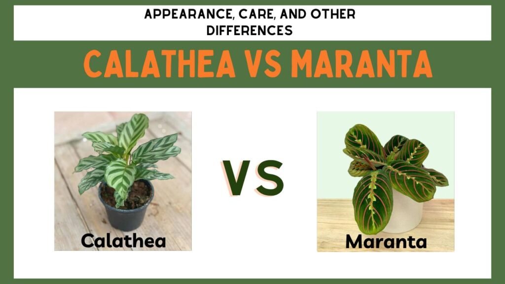 Calathea Vs Maranta: Appearance, Care, And Other Differences - Plant ...