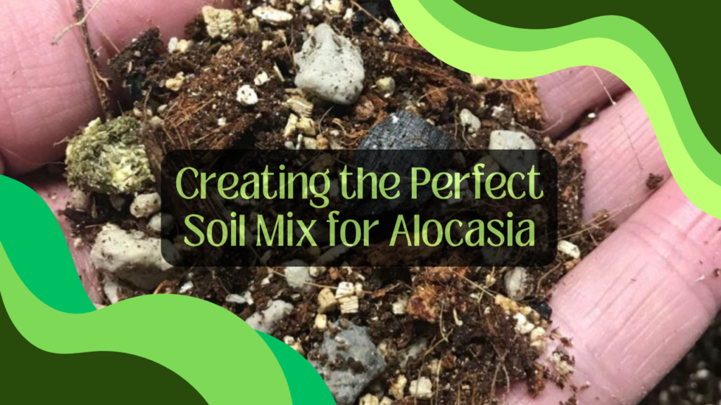 Alocasia Propagation - 3 Methods Explained! - Plantparadiso