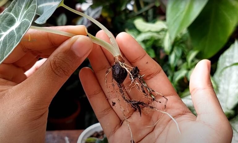 Alocasia Propagation - 3 Methods Explained! - Plantparadiso
