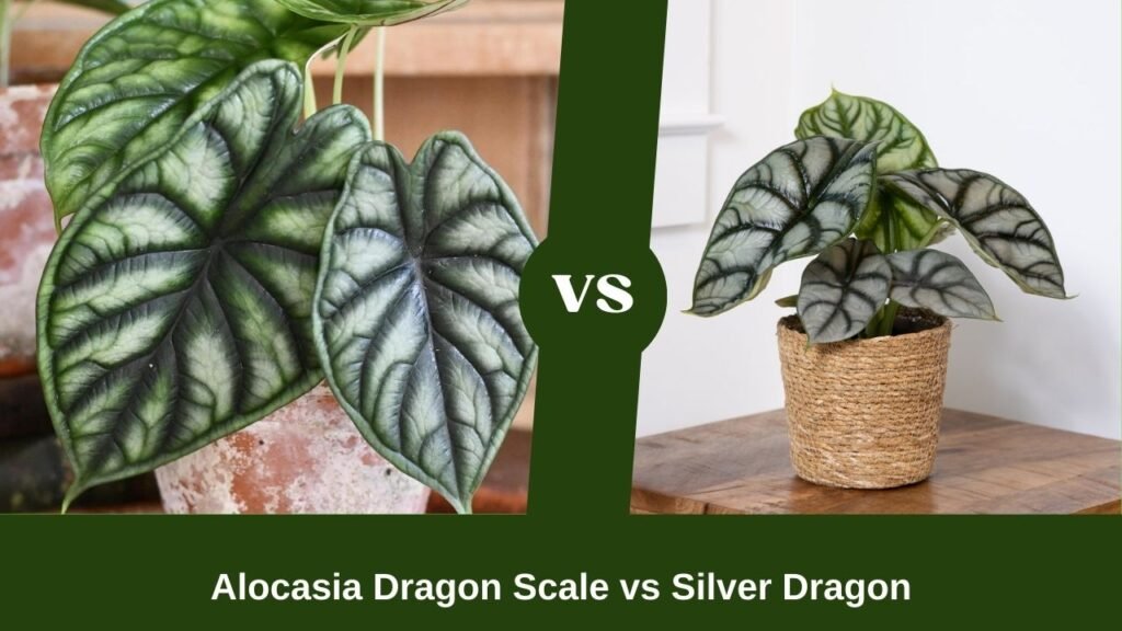 82 Different Types of Alocasia: Exploring the Diversity of Shapes ...