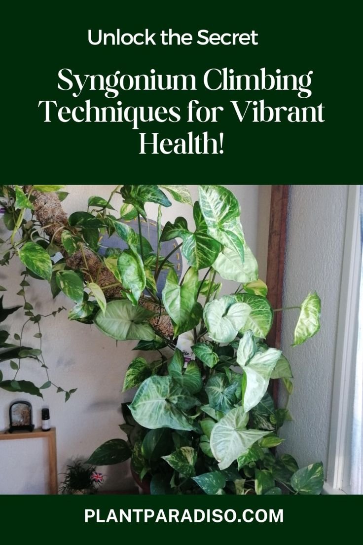 How to Train Syngonium for Climbing for Optimum Health?