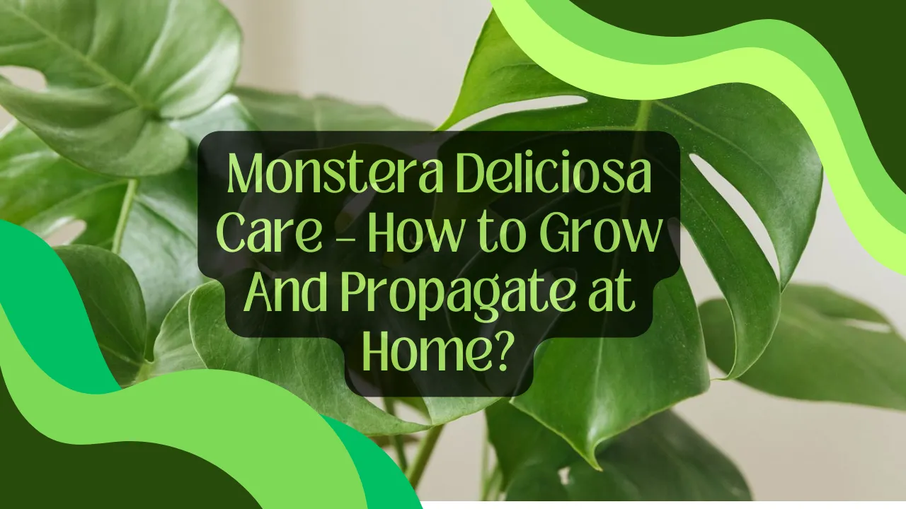 Monstera Deliciosa Care – How to Grow And Propagate at Home ...