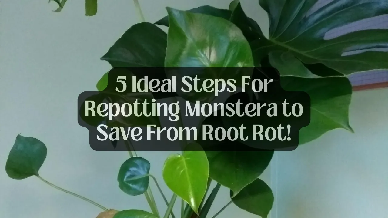 5 Ideal Steps For Repotting Monstera to Save From Root Rot!