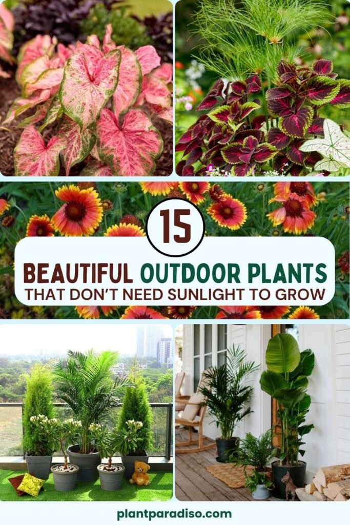 15 Outdoor Plants That Grow Without Sunlight - PlantParadiso