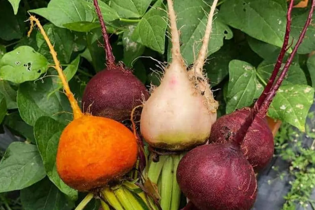 15 Must-Grow Vegetables for Your Fall (October) Gardening