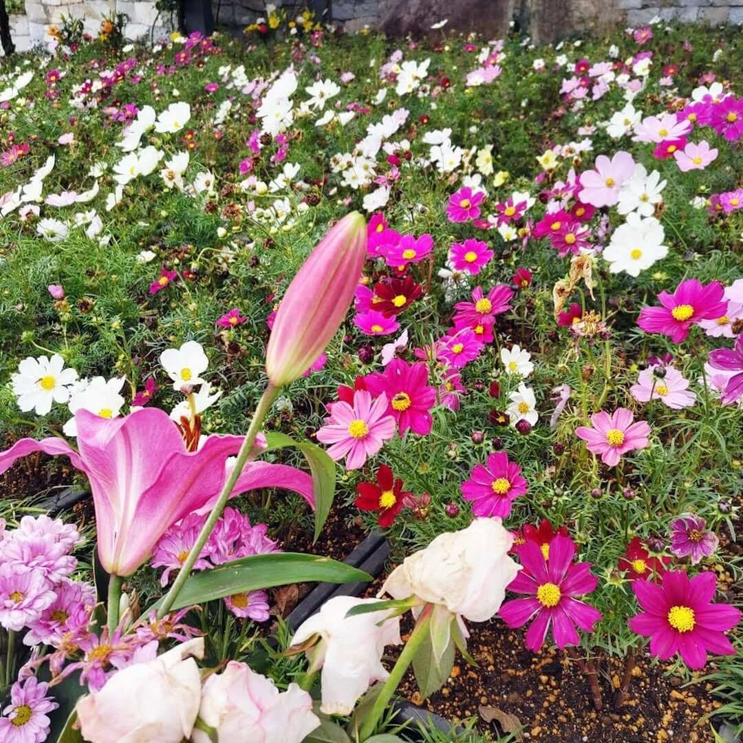 21 Stunning Low Maintenance Flower Bed Ideas That Practically Take Care ...