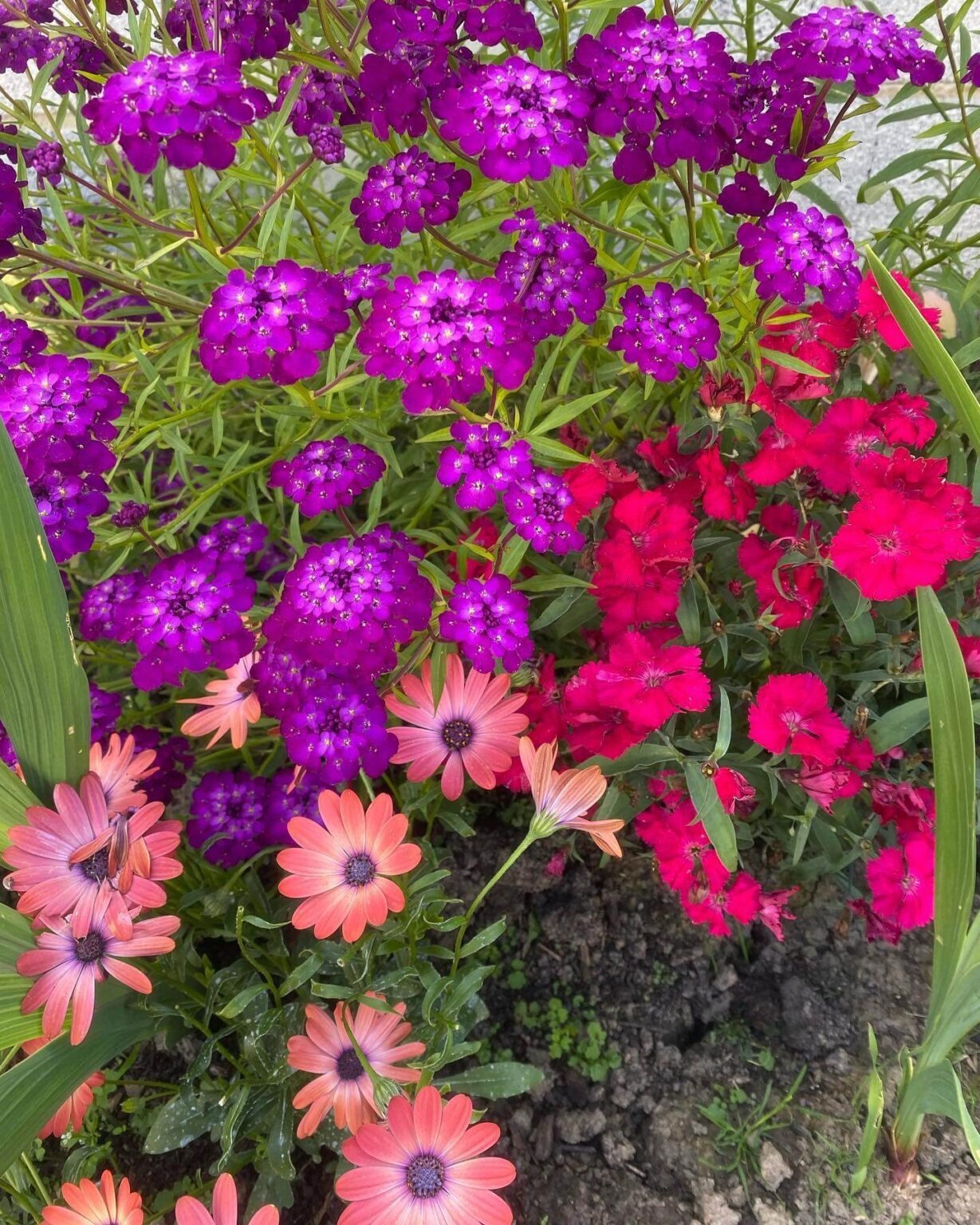 17 Raised Flower Bed Ideas to Elevate Your Garden - Plantparadiso