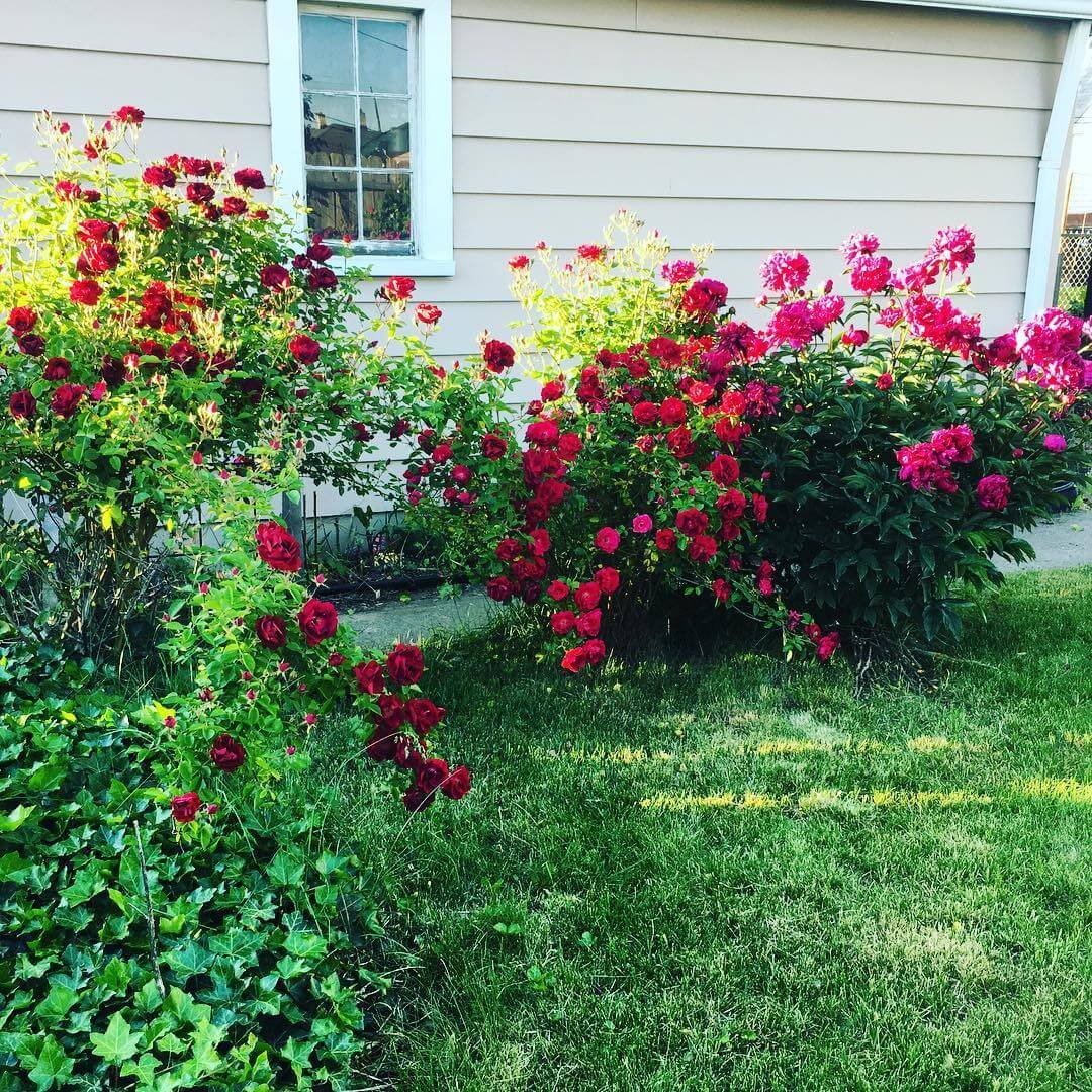 21 Stunning Low Maintenance Flower Bed Ideas That Practically Take Care ...